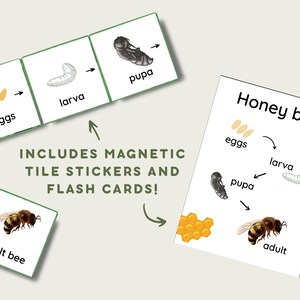 Life Cycle Magnetic Tile Stickers Toppers and Flash Cards - Instant ...