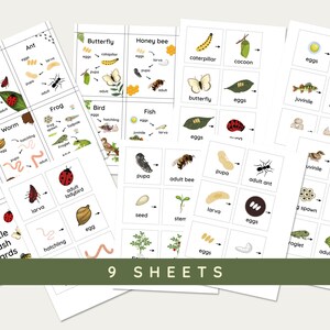 Life Cycle Magnetic Tile Stickers Toppers and Flash Cards - Instant ...