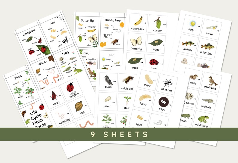 Life Cycle Magnetic Tile Stickers Toppers and Flash Cards - Instant ...