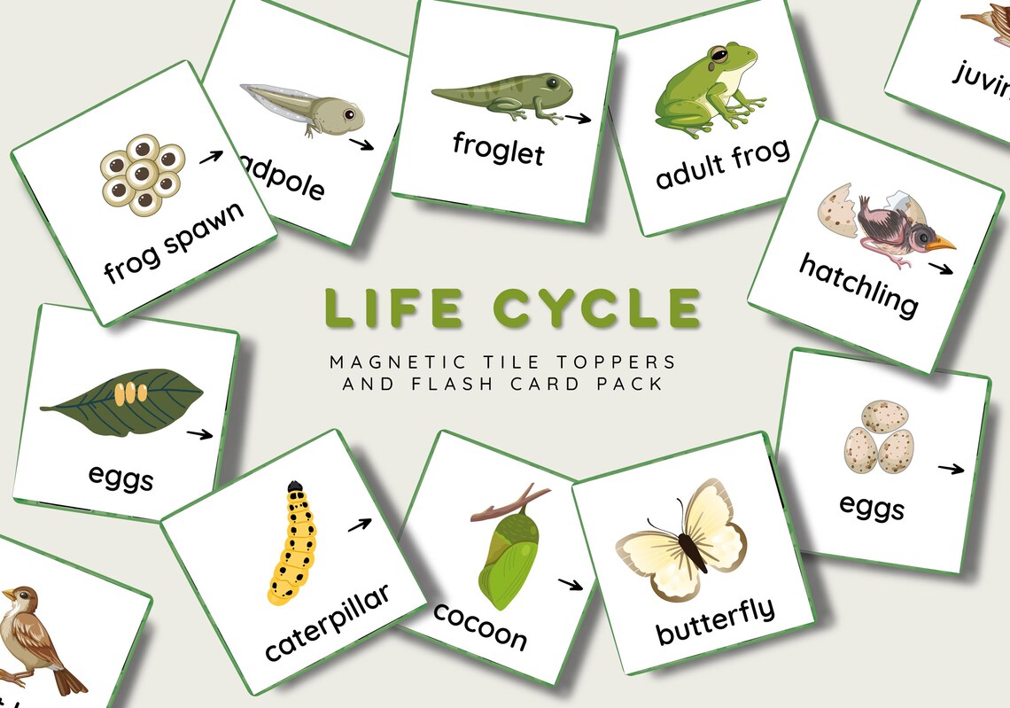 Life Cycle Magnetic Tile Stickers Toppers and Flash Cards - Instant ...