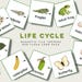 Life Cycle Magnetic Tile Stickers Toppers and Flash Cards - Instant ...