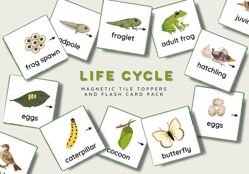 Life Cycle Magnetic Tile Stickers Toppers and Flash Cards - Instant ...