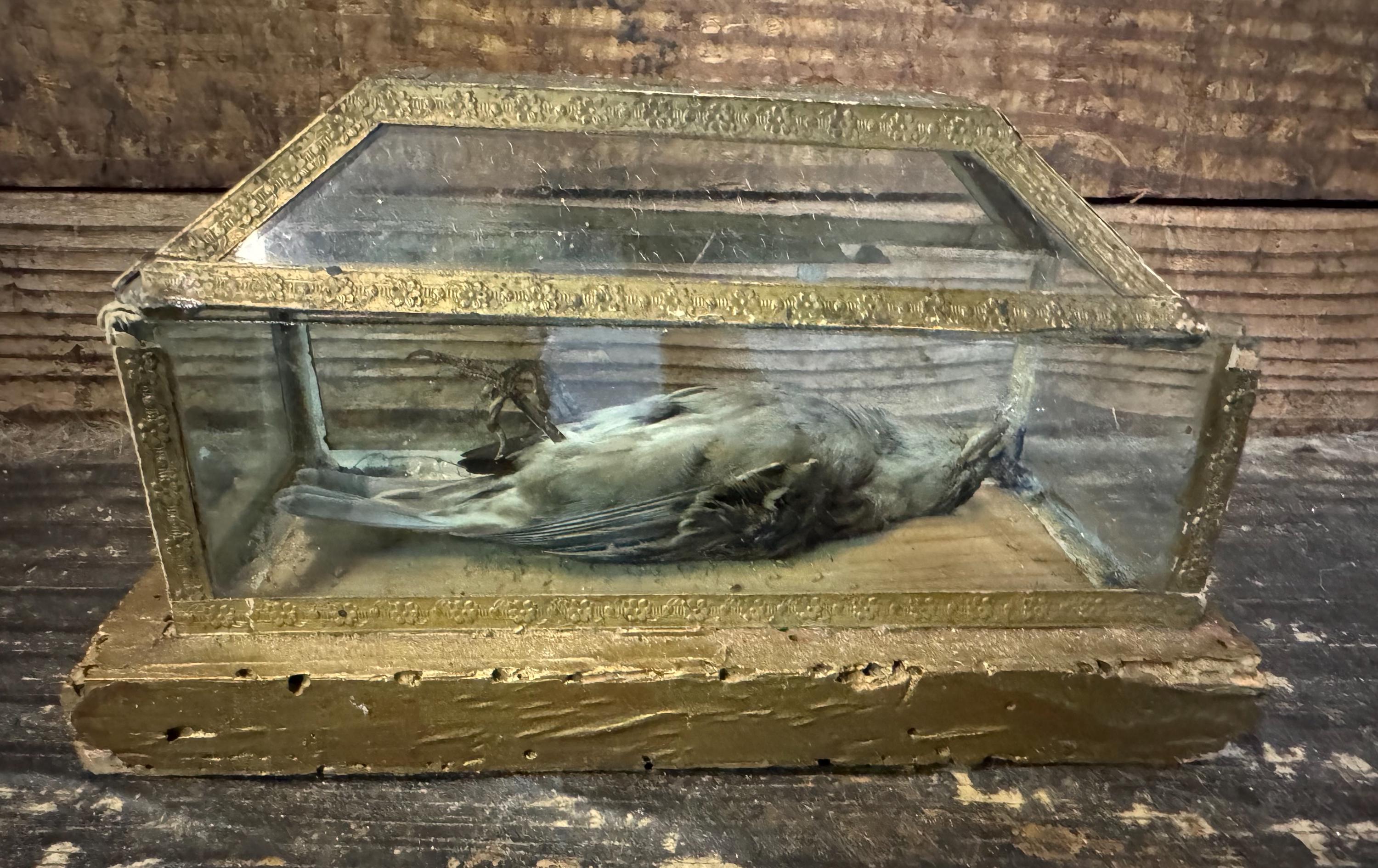 Beautiful Antique Glass Casket With Taxidermy Bird - Etsy