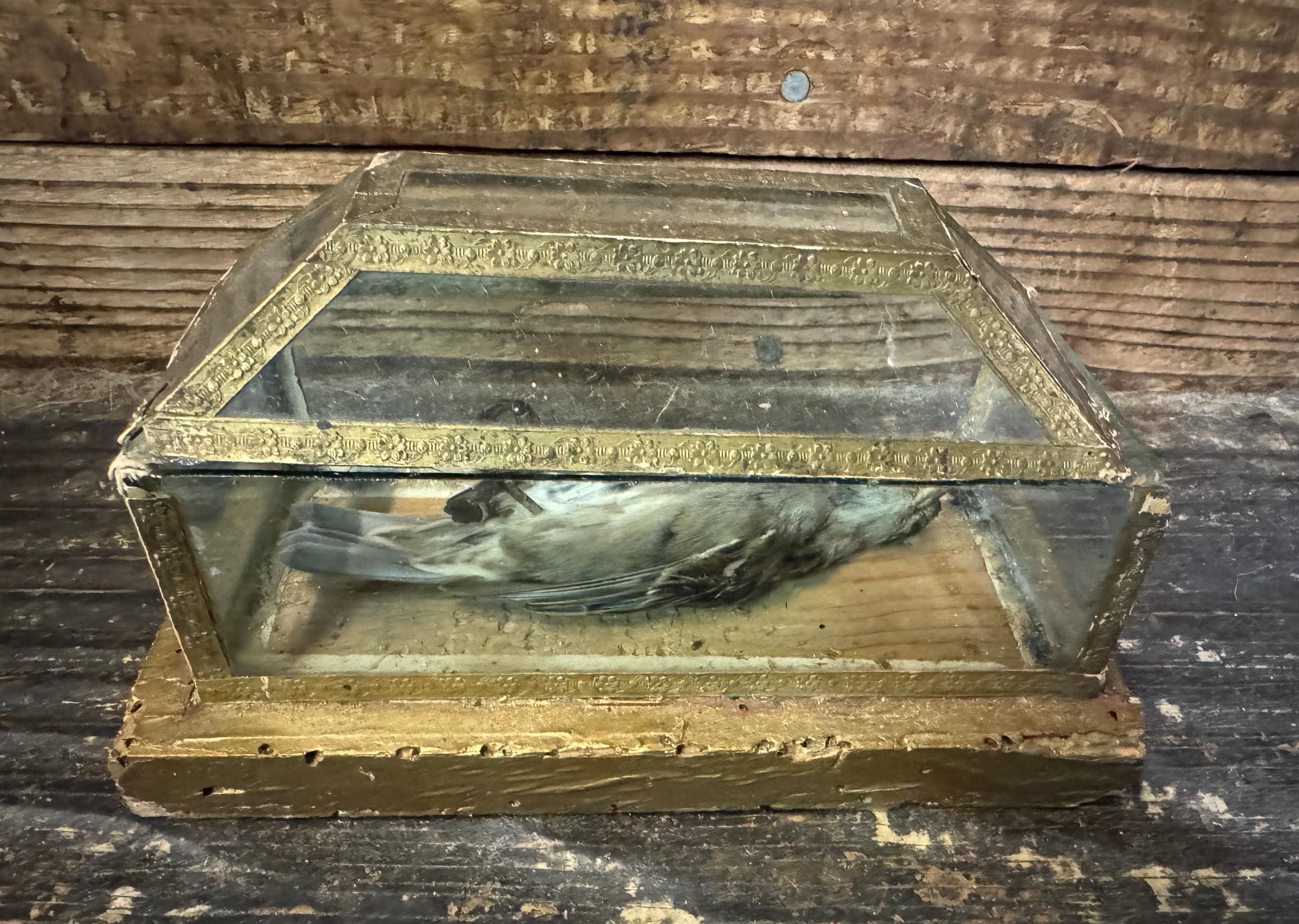 Beautiful Antique Glass Casket With Taxidermy Bird - Etsy