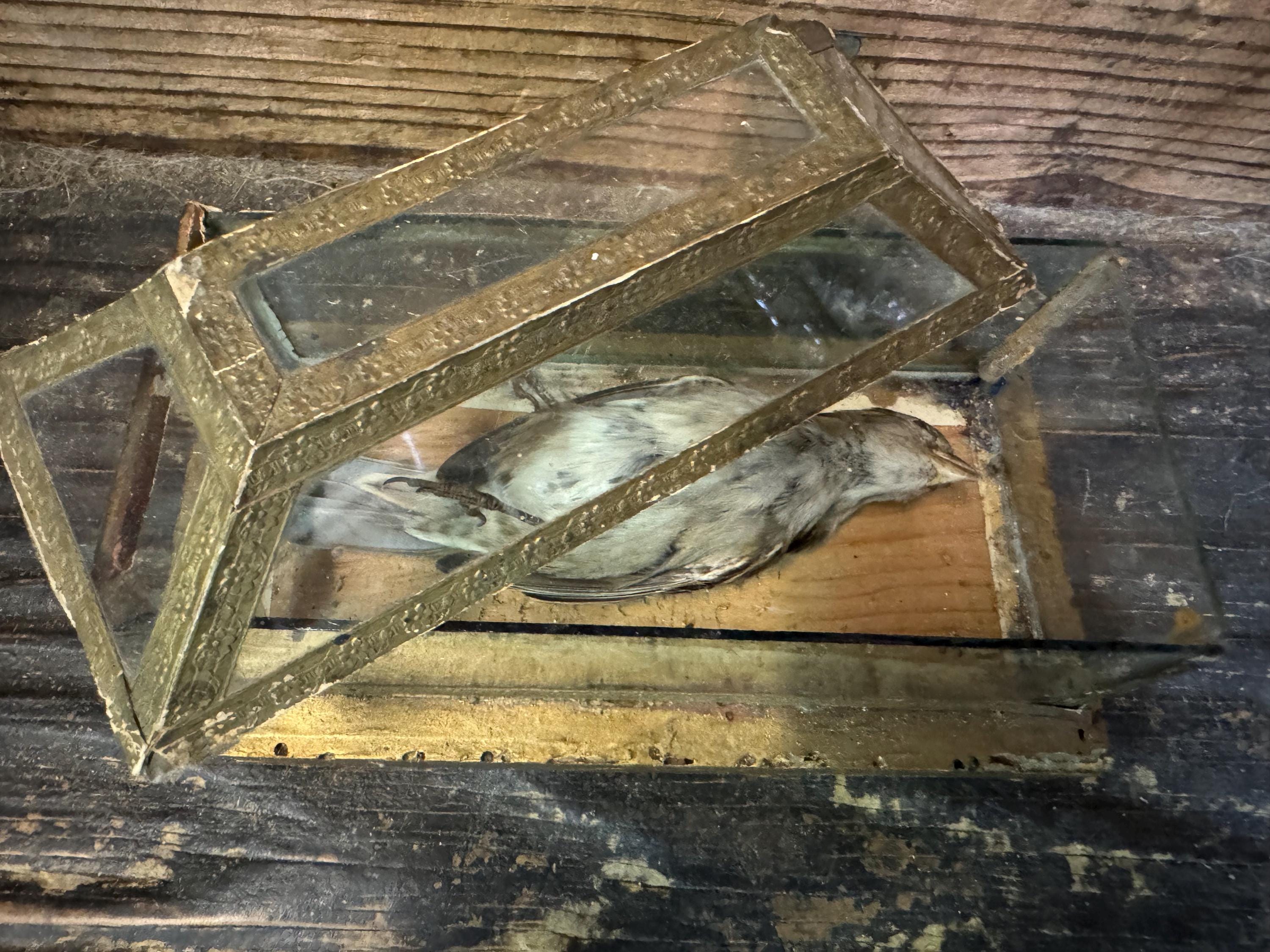 Beautiful Antique Glass Casket With Taxidermy Bird - Etsy
