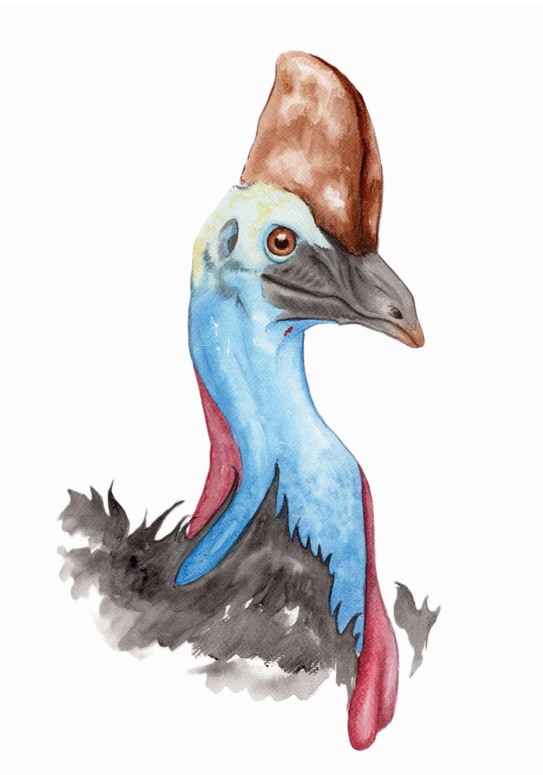 Print Cassowary A3 Bird Watercolor Art - Etsy