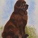 Newfy Newfoundland Dog Art Pastel Drawing by Cori Solomon - Etsy