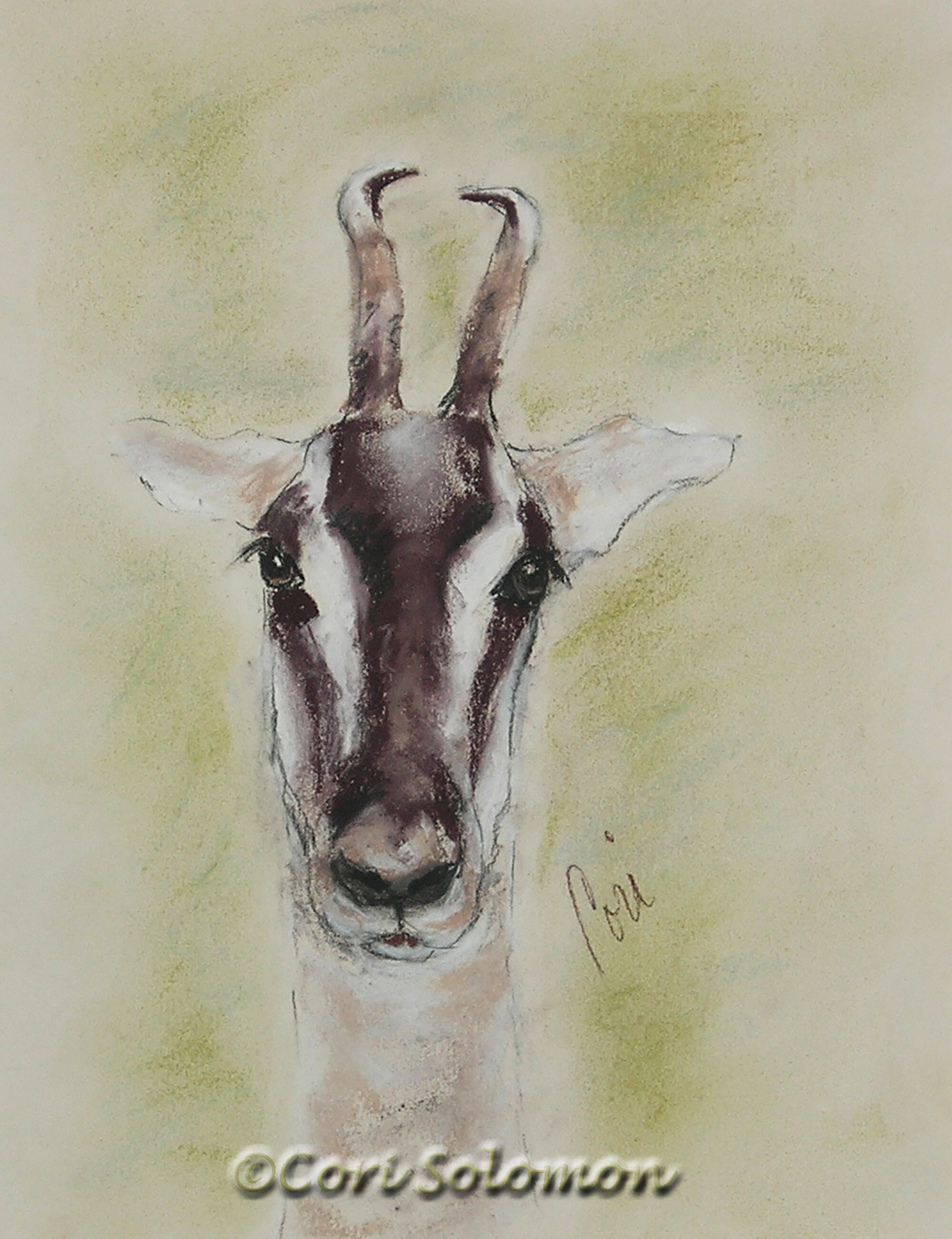 Gazelle Animal Drawing