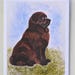 Rottweiler Dog Art Pastel Drawing by Cori Solomon - Etsy