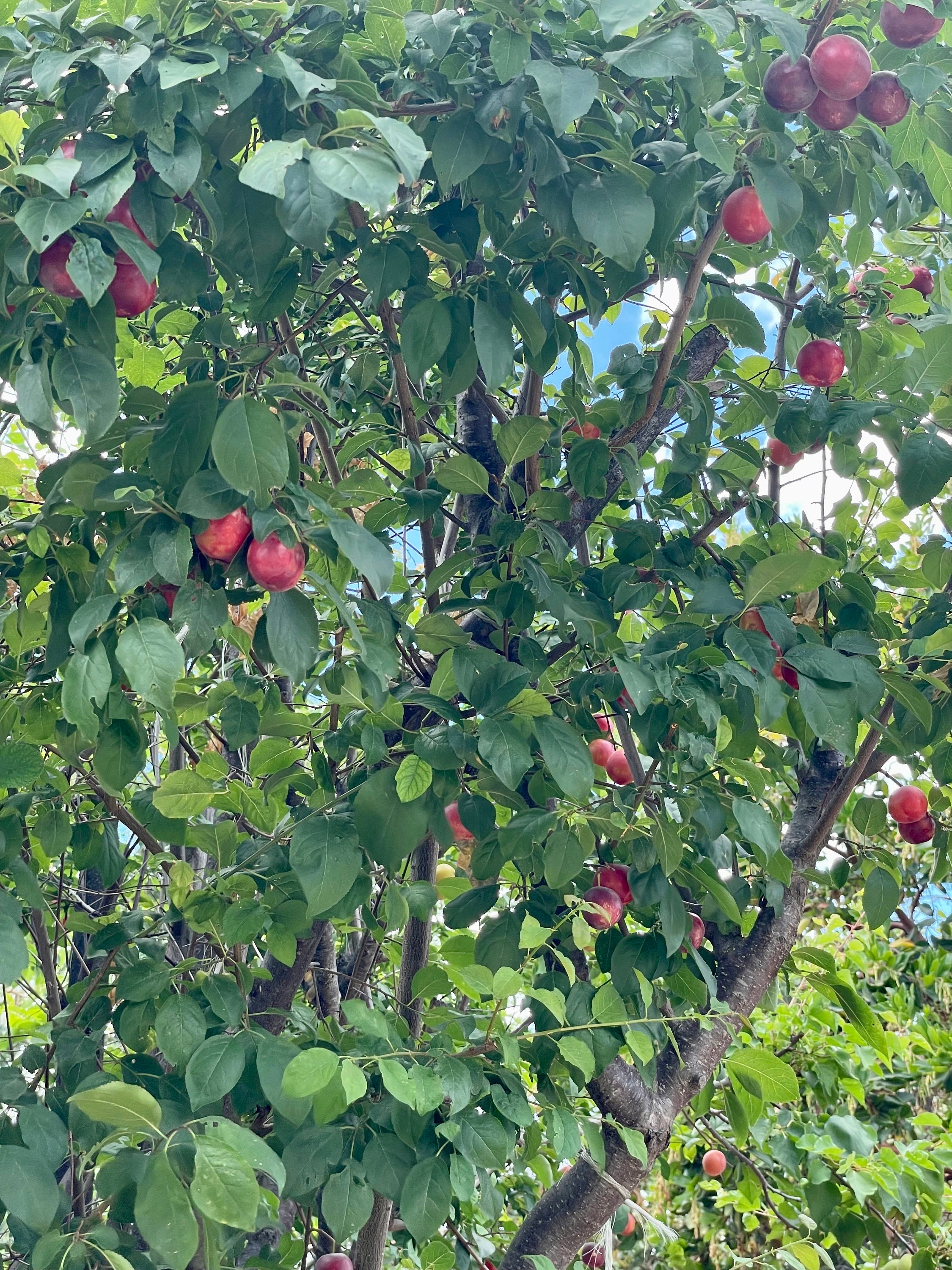 PLUM TREE CUTTINGS [rooting/grafting] - Etsy