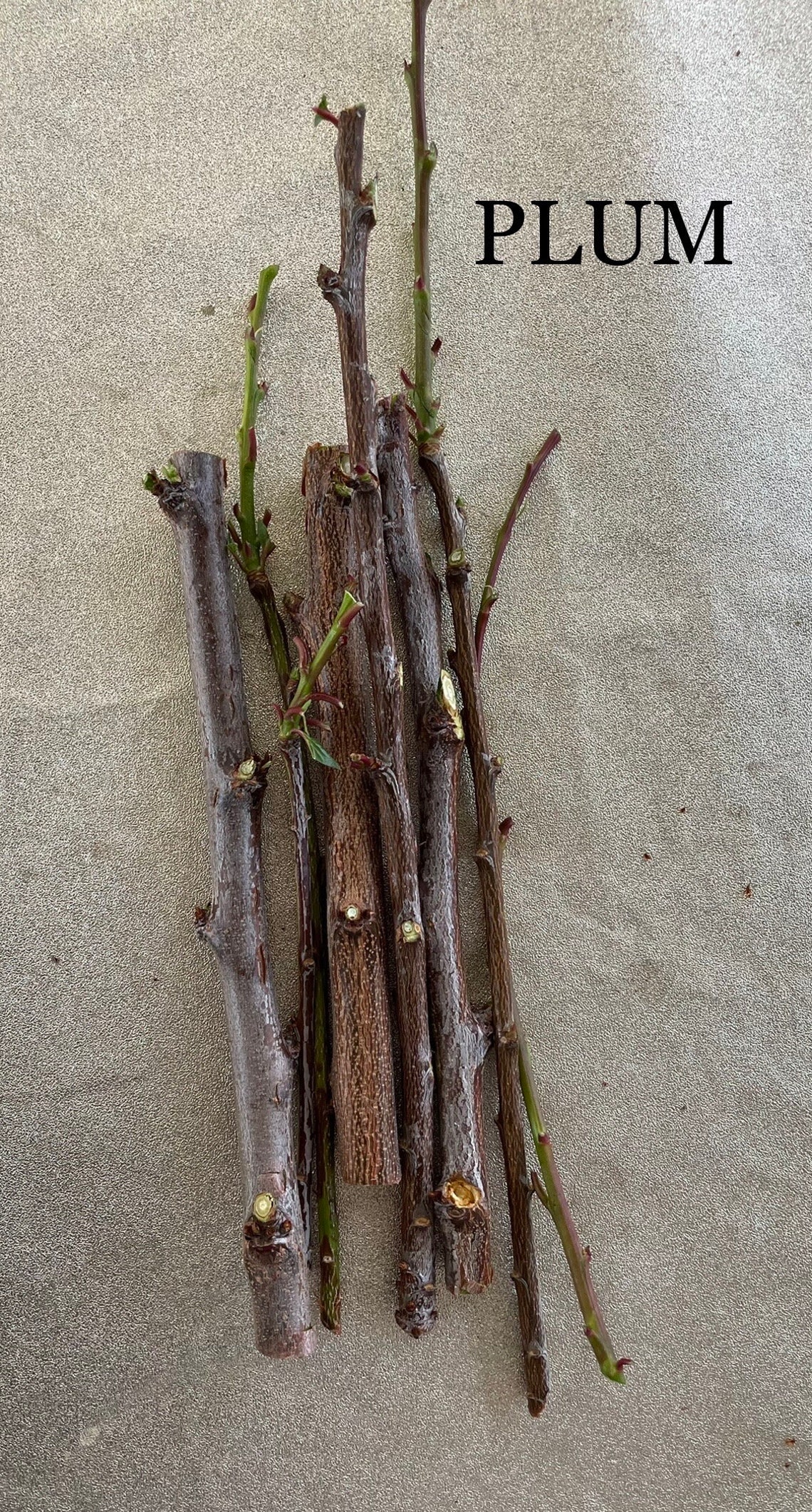 PLUM TREE CUTTINGS [rooting/grafting] - Etsy