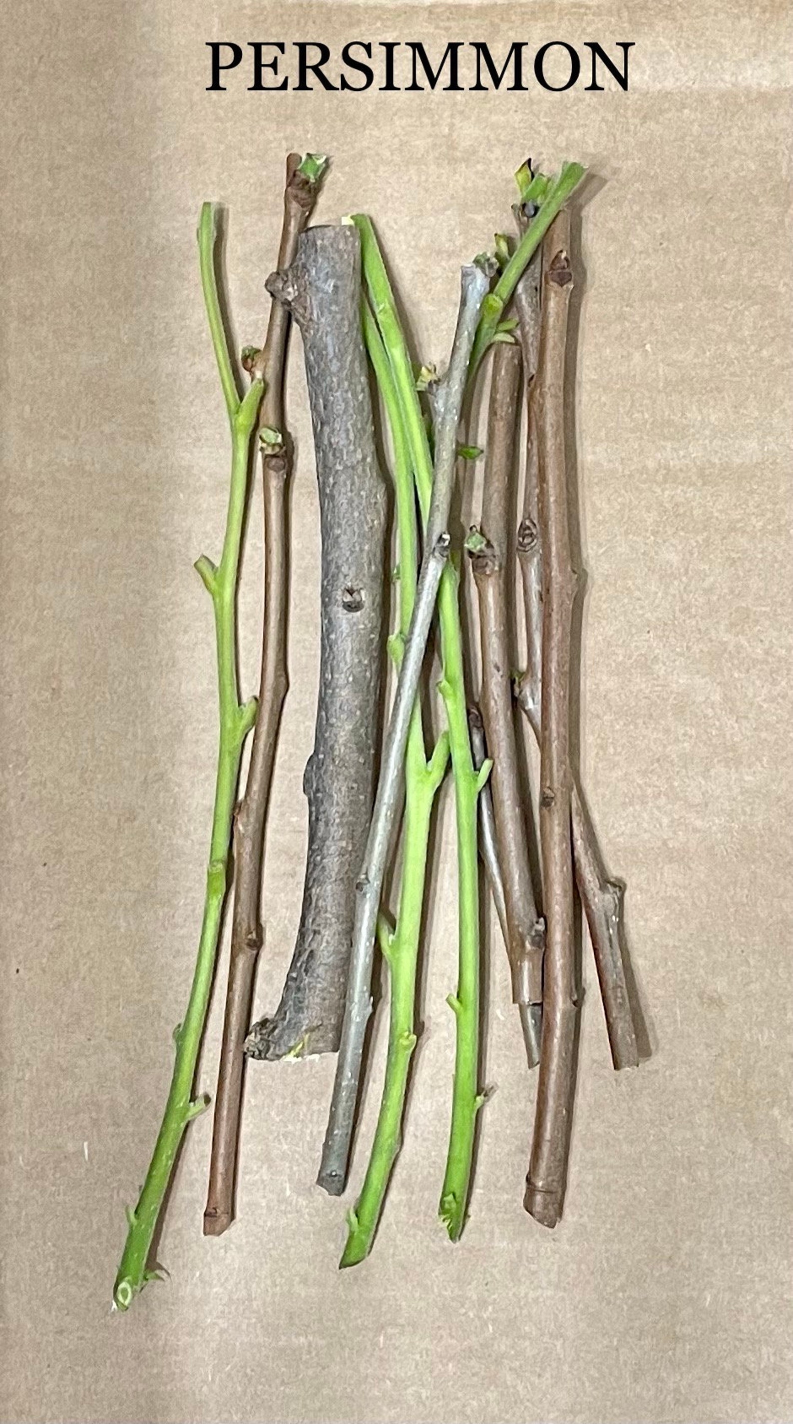 PERSIMMON TREE CUTTINGS [rooting/grafting] - Etsy