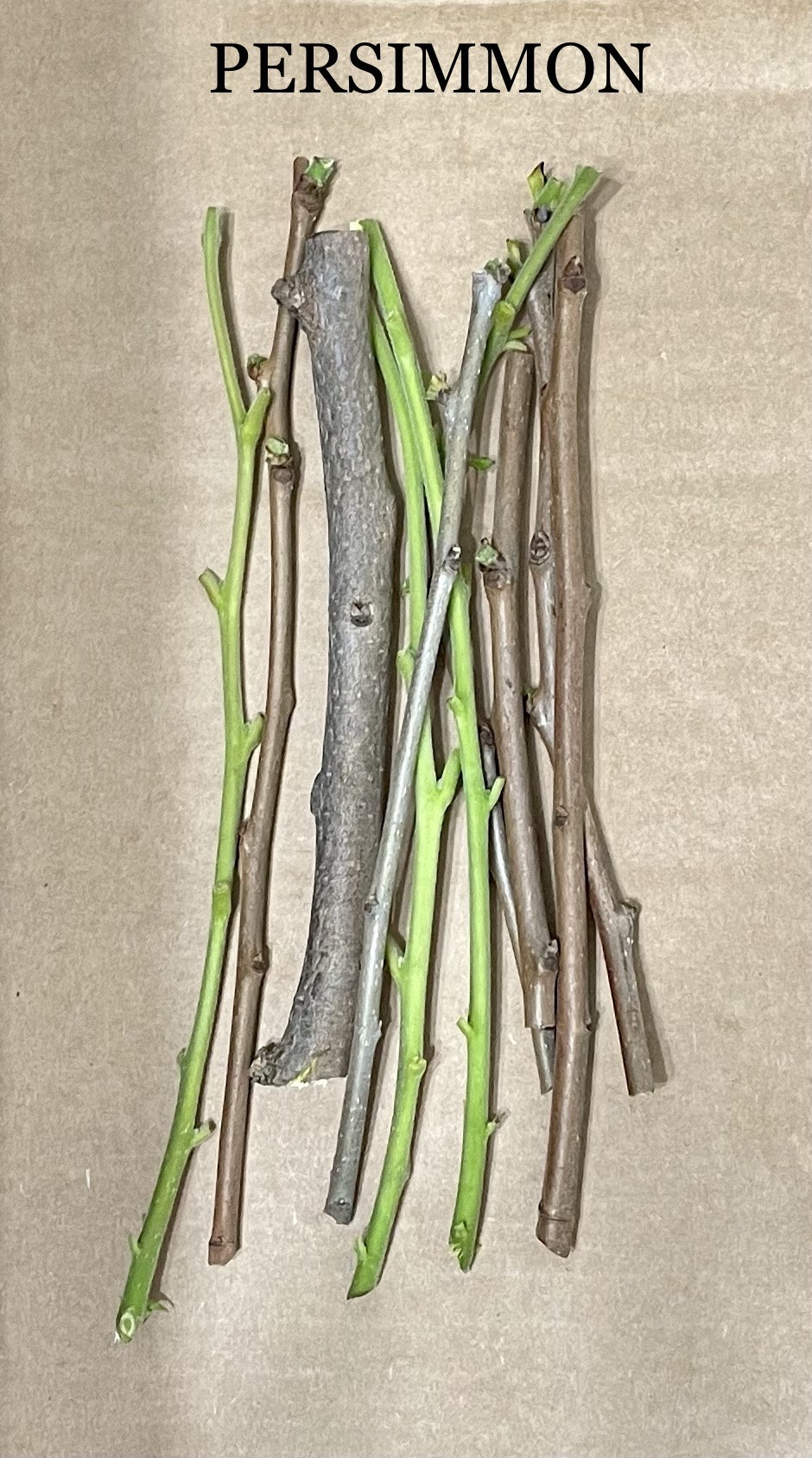 PERSIMMON TREE CUTTINGS [rooting/grafting] - Etsy