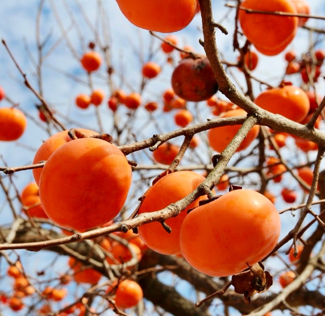 PERSIMMON TREE CUTTINGS [rooting/grafting] - Etsy