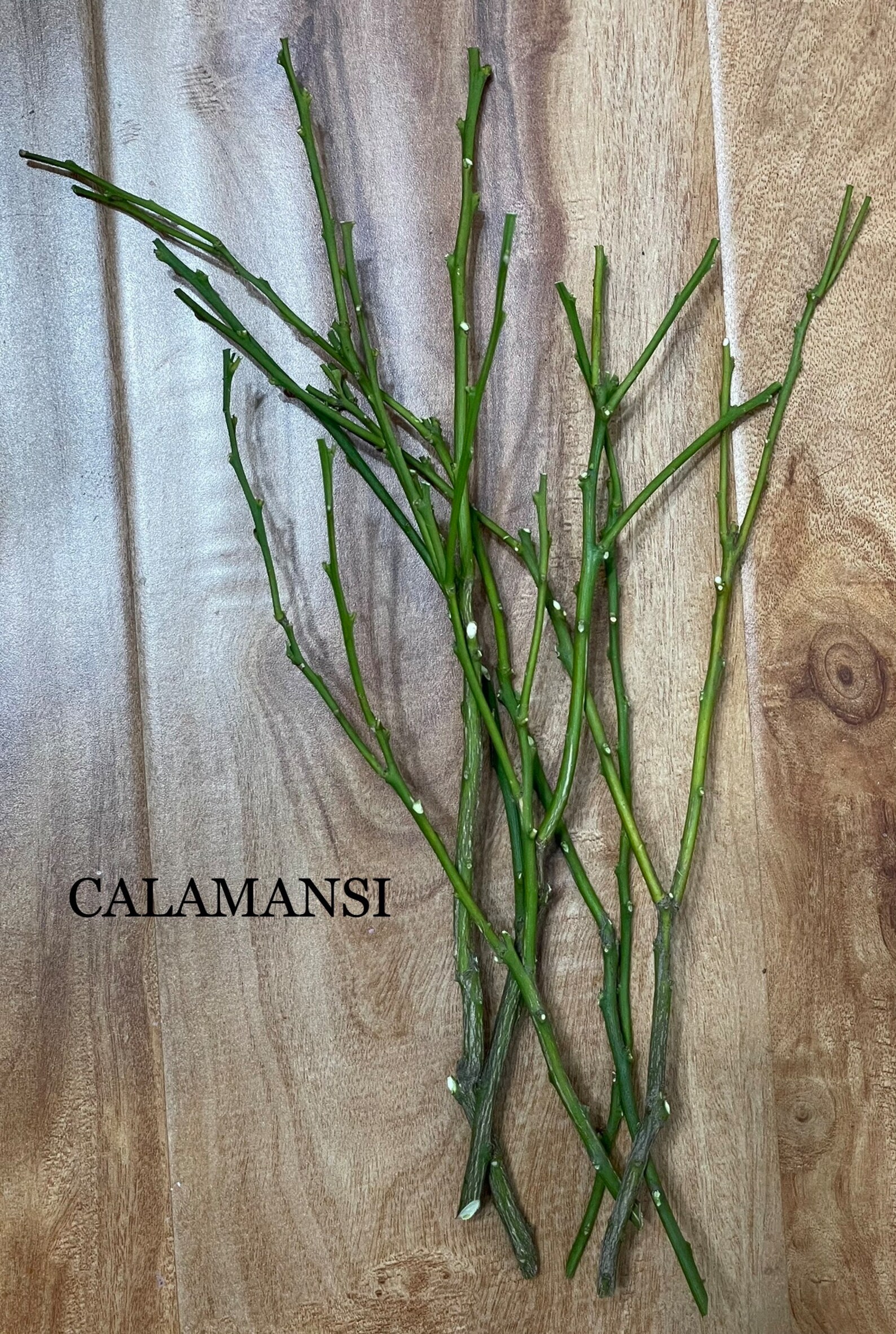 CALAMANSI TREE CUTTINGS [rooting/grafting] - Etsy