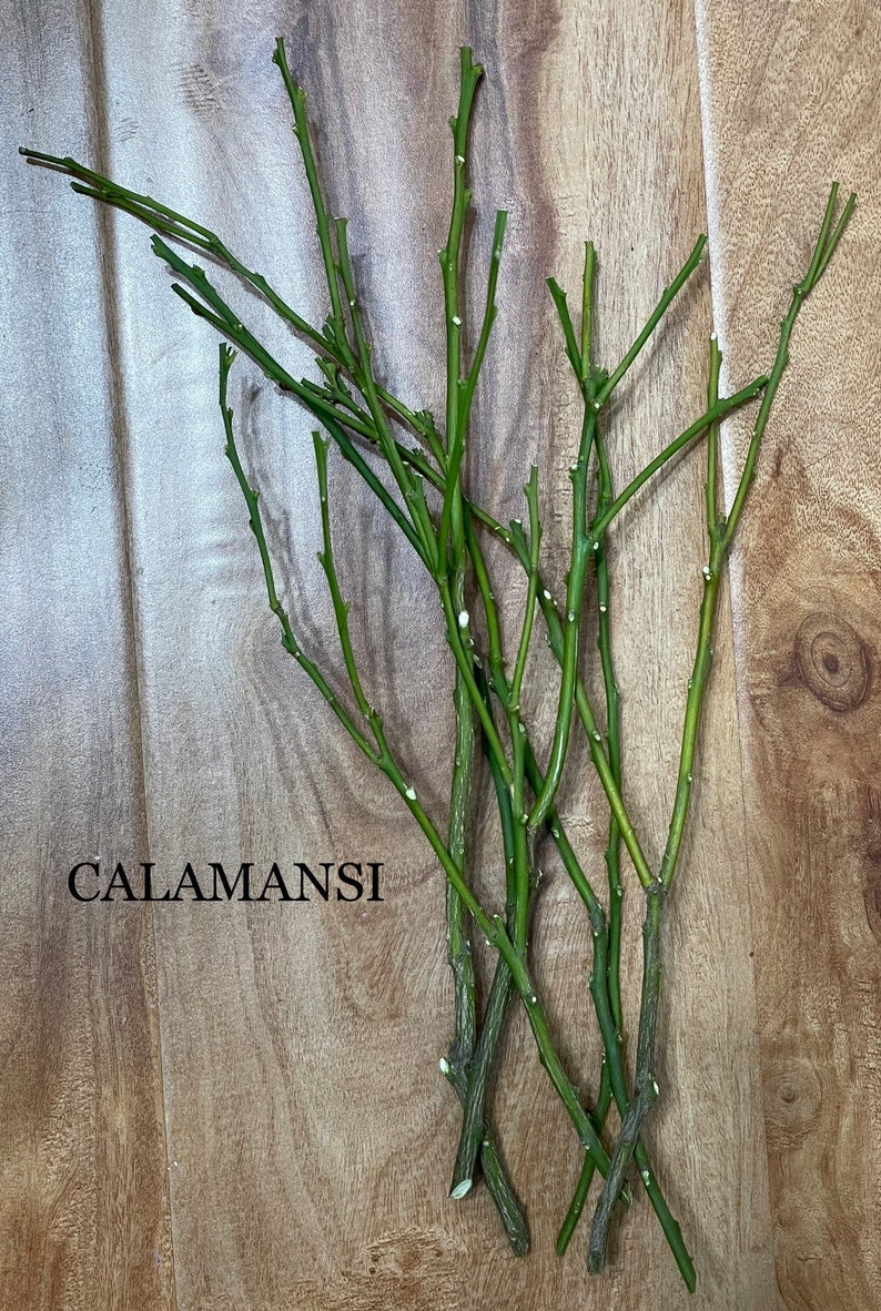 CALAMANSI TREE CUTTINGS [rooting/grafting] - Etsy