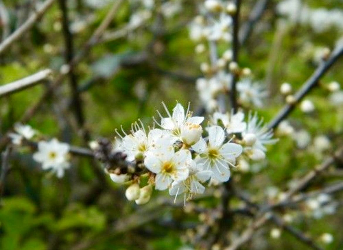 BLACKTHORN TREE CUTTINGS [rooting/grafting] - Etsy