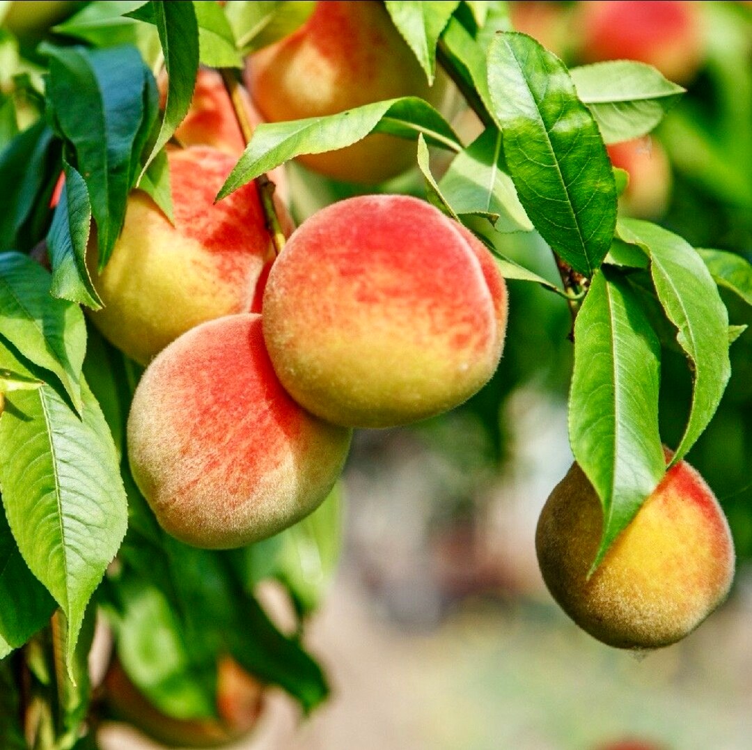 PEACH TREE CUTTINGS [rooting/grafting] - Etsy