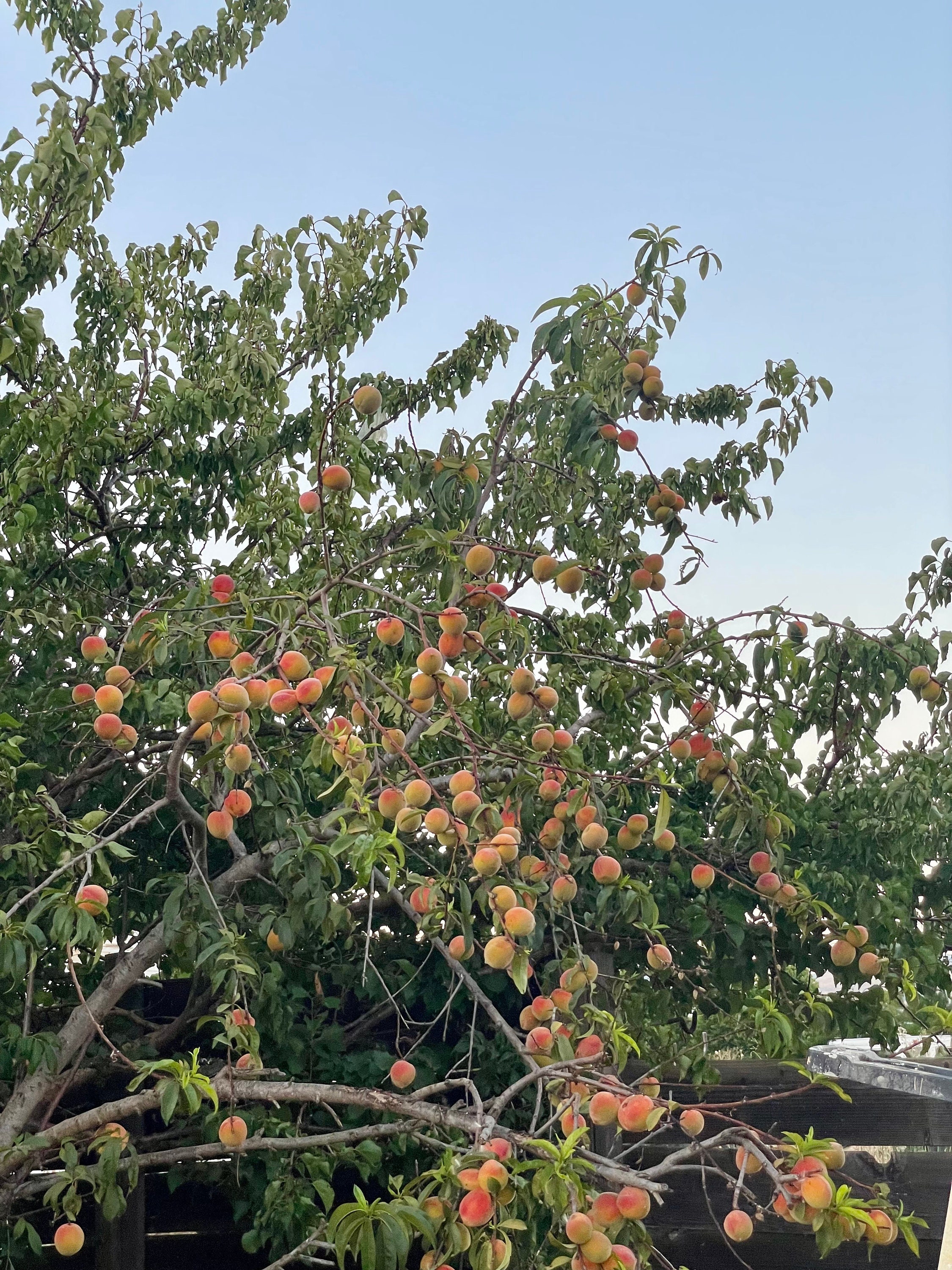 PEACH TREE CUTTINGS [rooting/grafting] - Etsy