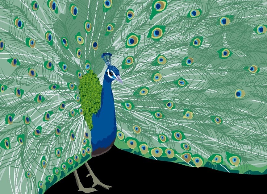 Peacock Print 9 X 12.5 - Etsy