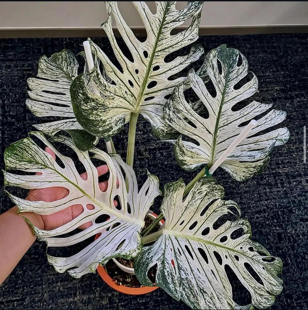 Monstera devil monster Verigated Rooted Node cuttings - Etsy 日本