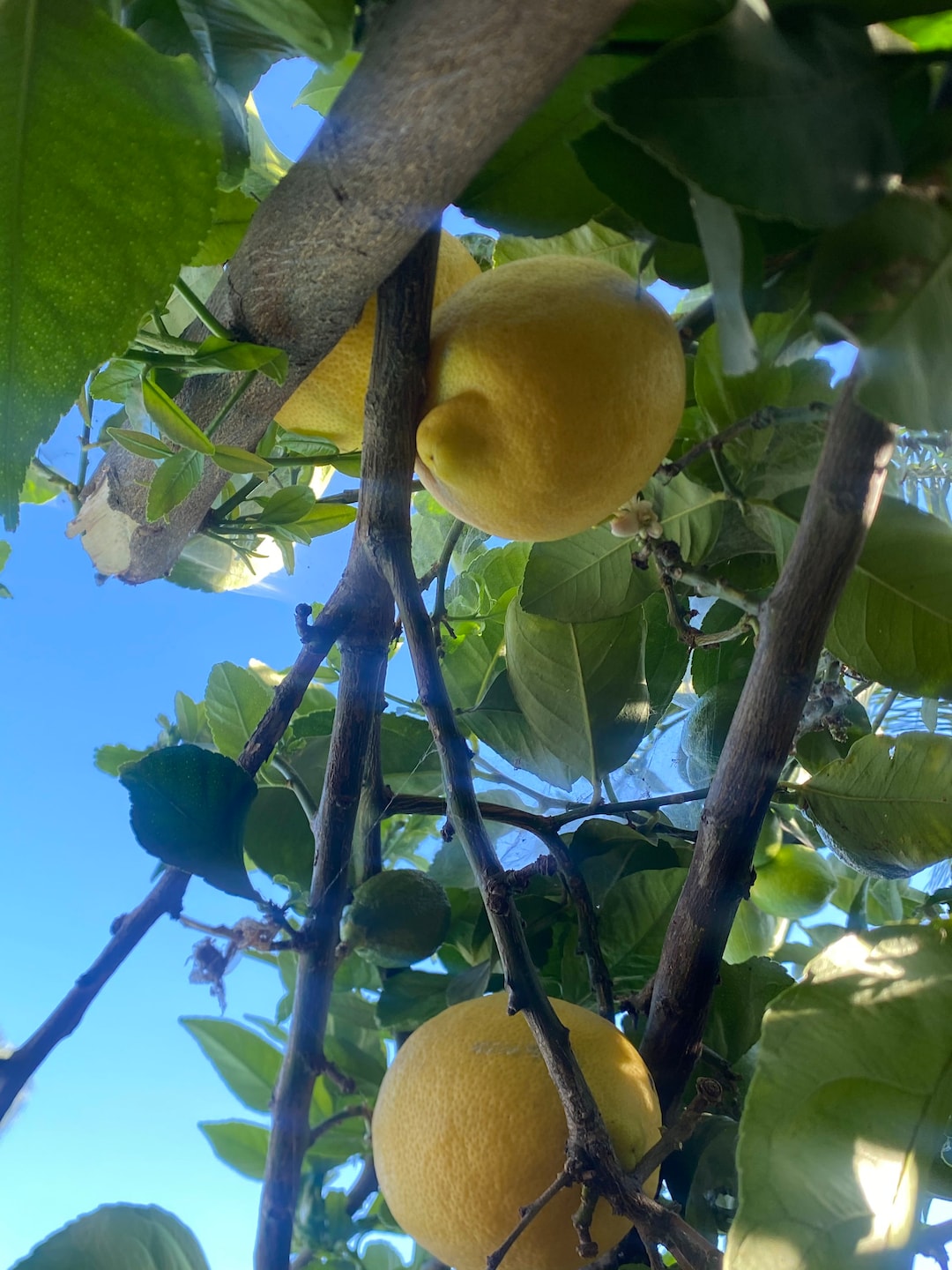 Lemon Tree Starter Cutting (3) | Grow Your Own Lemons Organic Meyer ...
