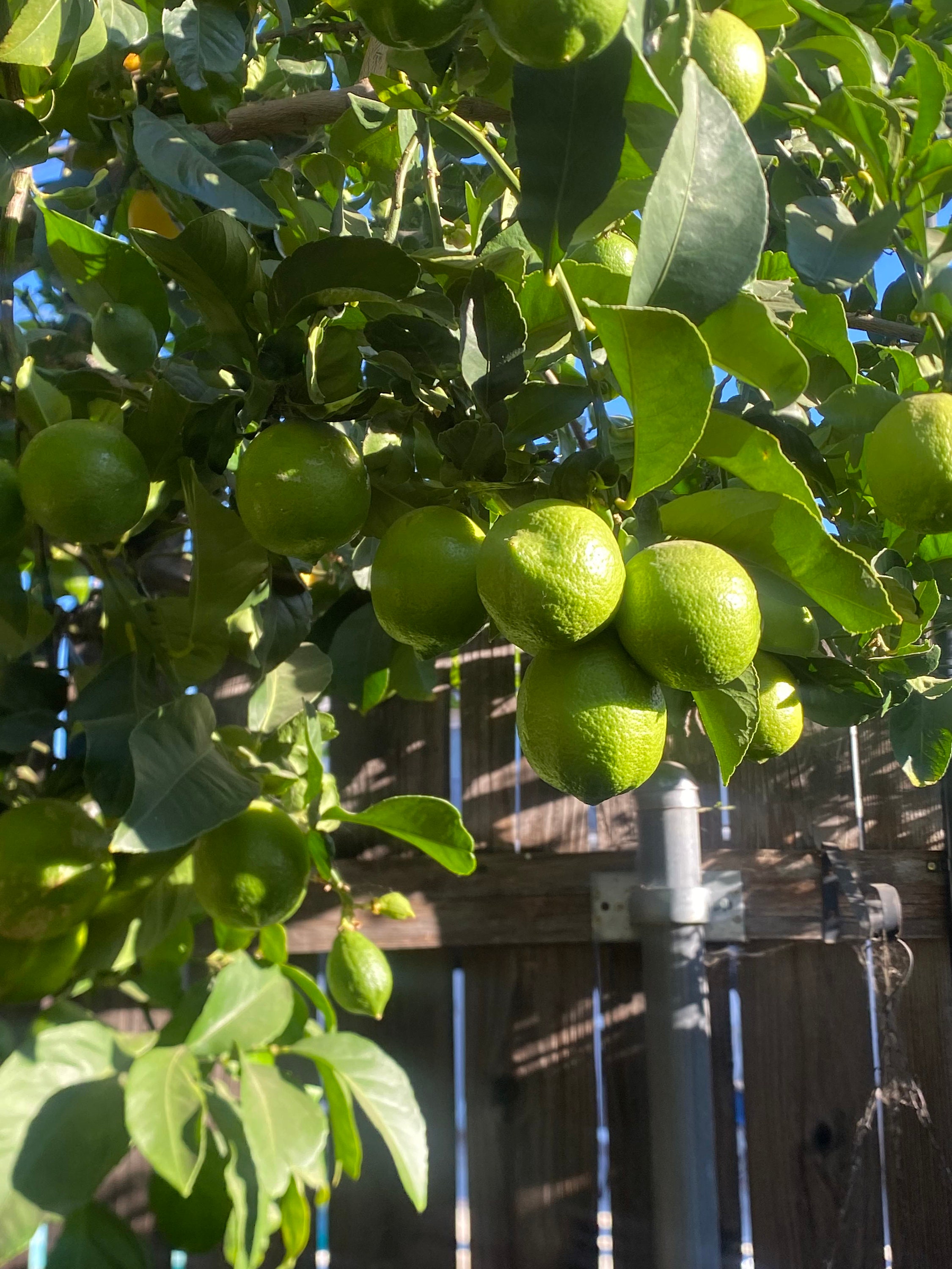Lemon Tree Starter Cutting (3) | Grow Your Own Lemons Organic Meyer ...