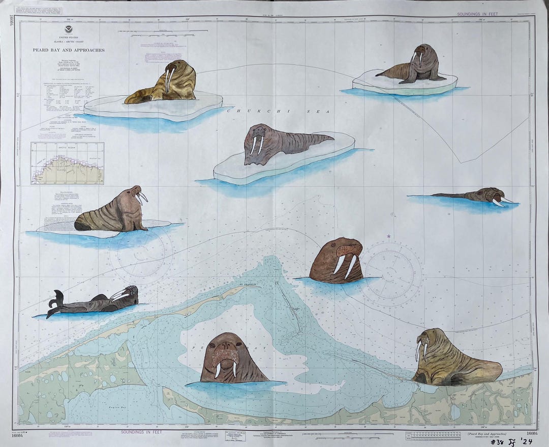 Watercolor Paintings of Walruses on a Nautical Chart of Peard Bay ...