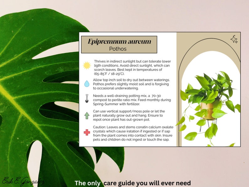 Pothos Care Guide Printable Instant Digital Download, Indoor Plant Care ...