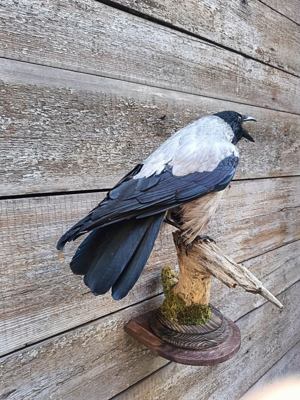 Gray Crow corvus Tristis Taxidermy Stand Mount - Etsy