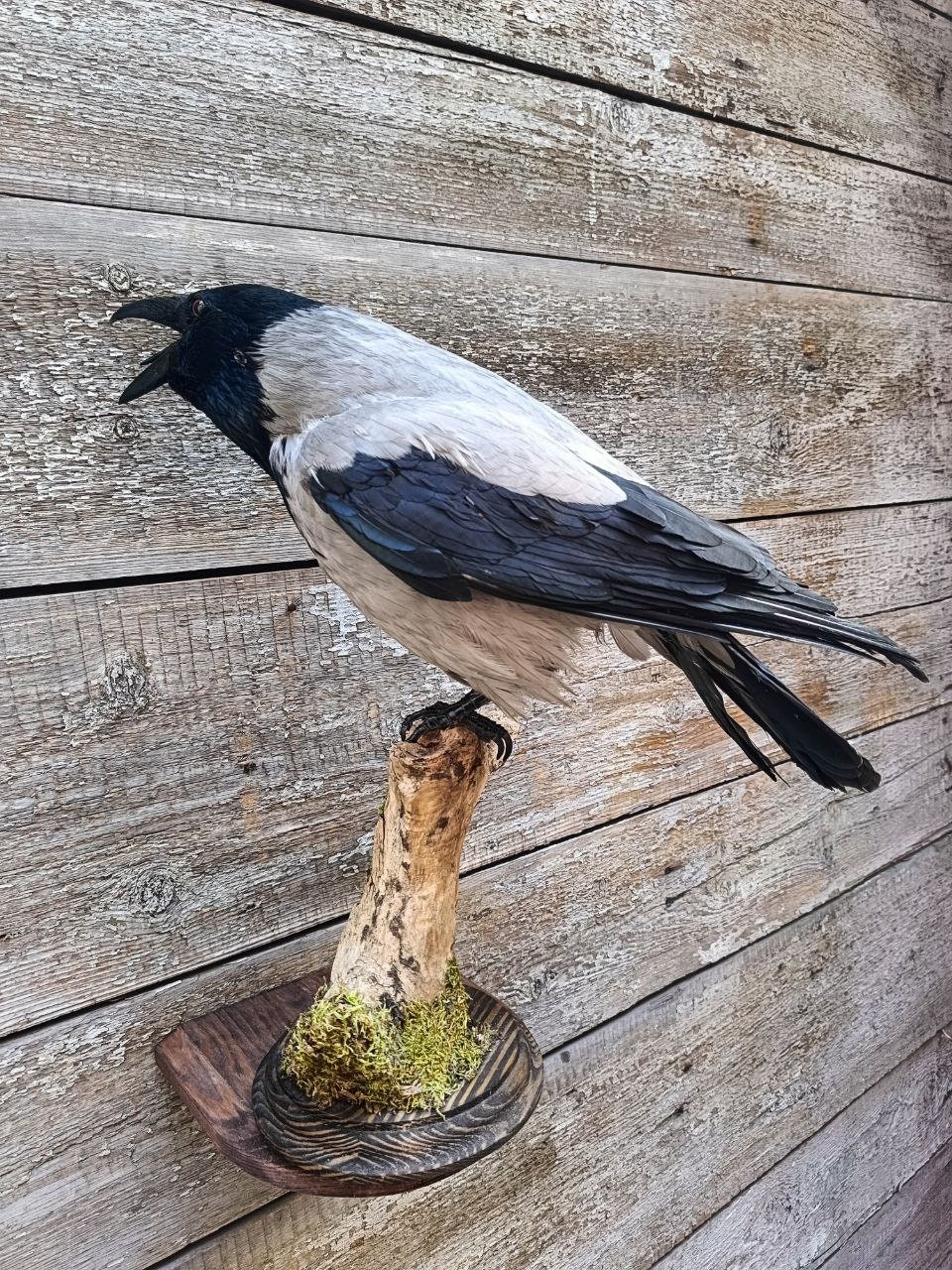 Gray Crow corvus Tristis Taxidermy Stand Mount - Etsy