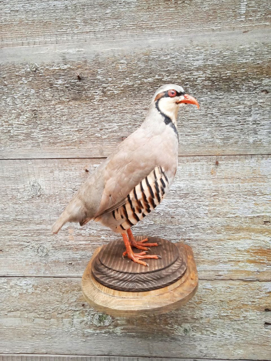 Chukar Partridge alectoris Chukar Taxidermy Stand Mount - Etsy