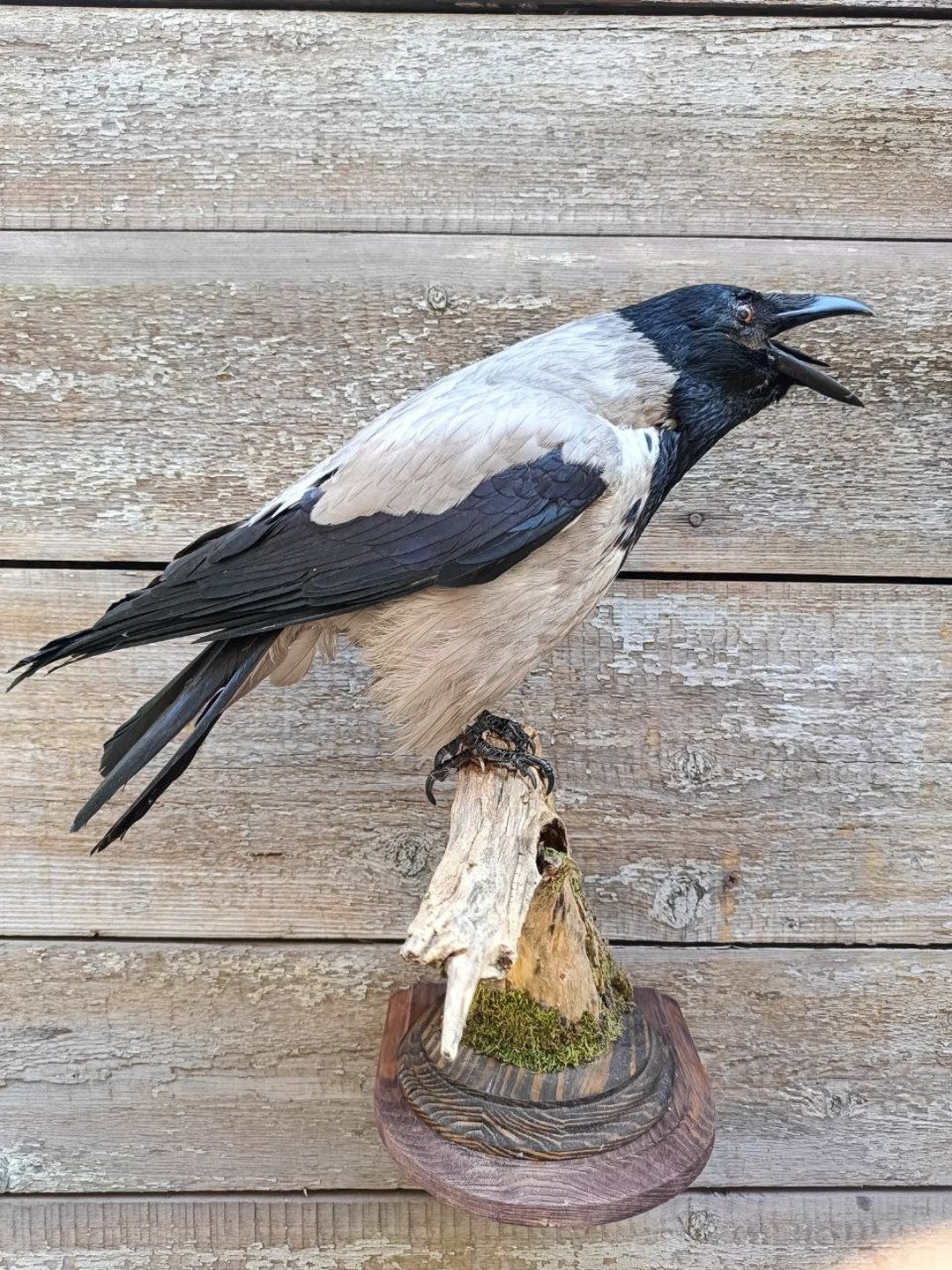 Gray Crow corvus Tristis Taxidermy Stand Mount - Etsy