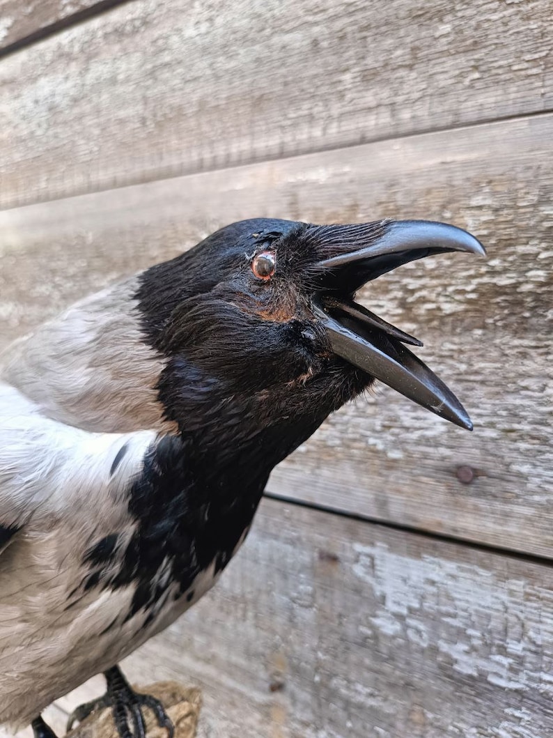 Gray Crow corvus Tristis Taxidermy Stand Mount - Etsy