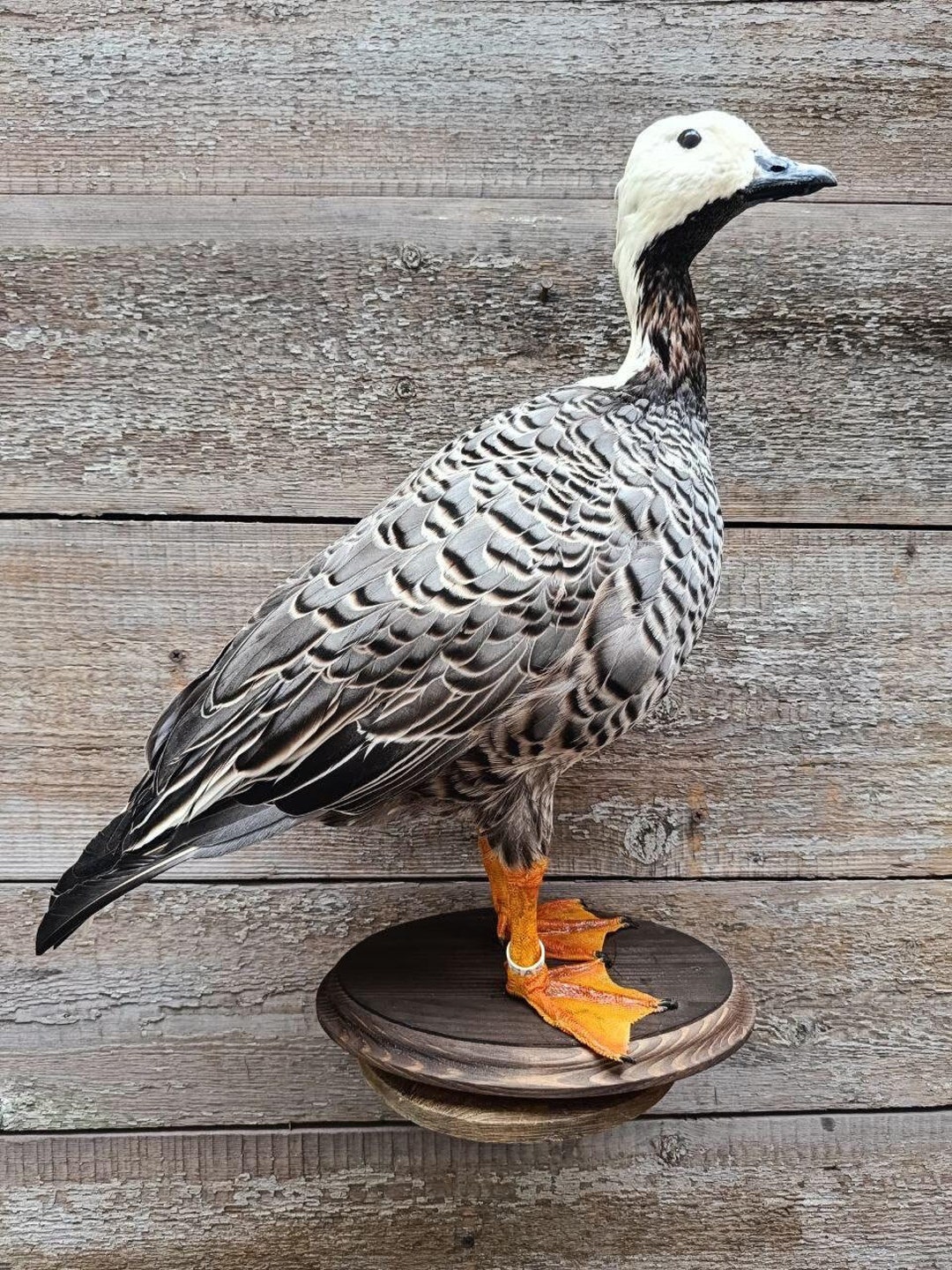 Emperor Goose anser Canagicus Taxidermy Stand Mount - Etsy