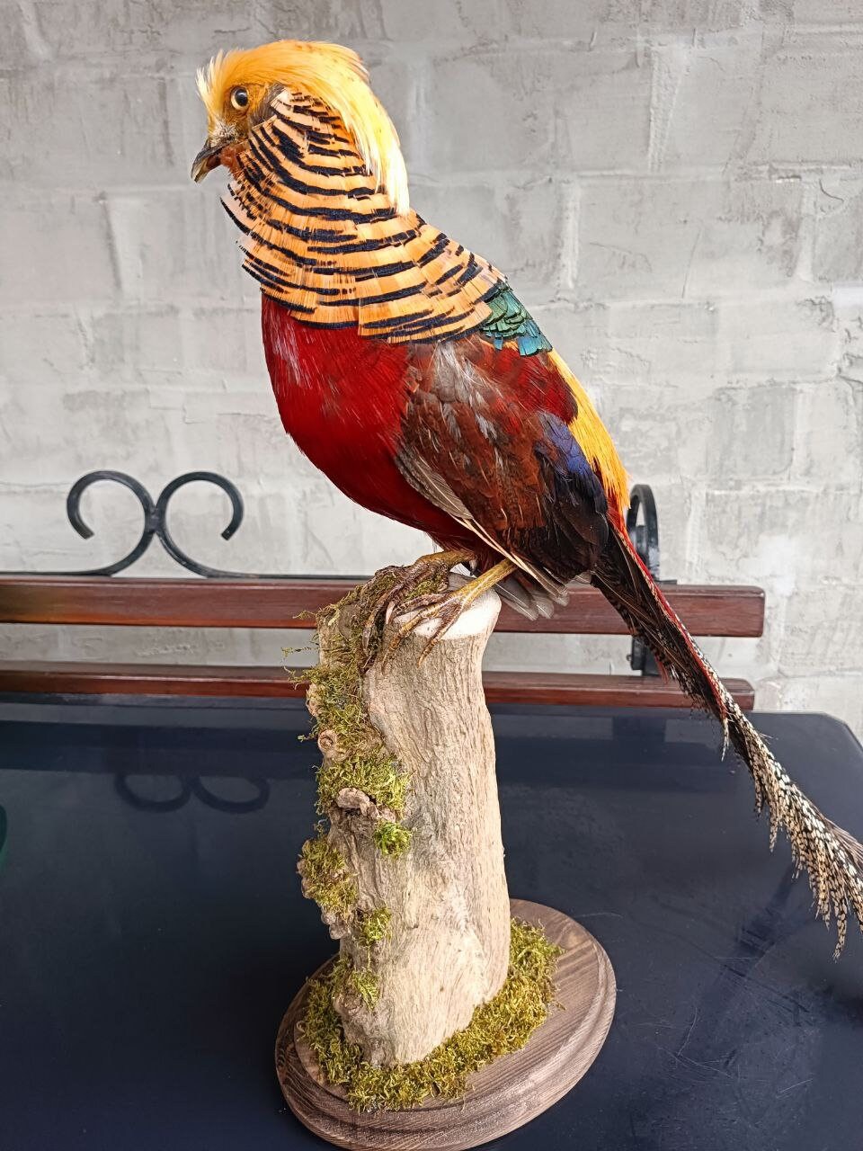 Red Golden Pheasant chrysolophus Pictus Taxidermy Stand Mount - Etsy