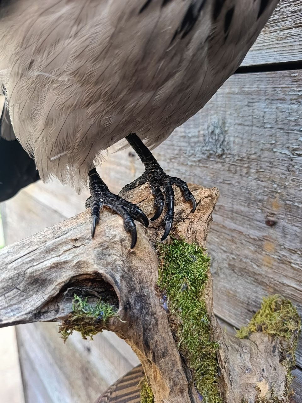 Gray Crow corvus Tristis Taxidermy Stand Mount - Etsy