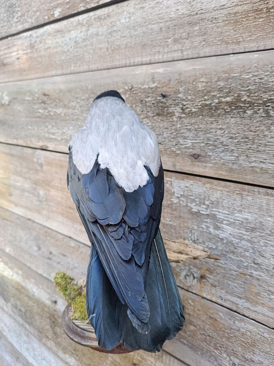 Gray Crow corvus Tristis Taxidermy Stand Mount - Etsy