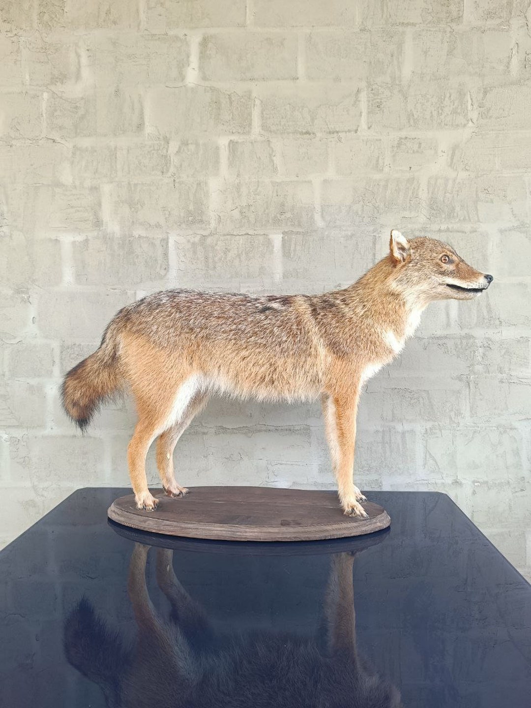 Jackal canis Aureus Taxidermy Stand Mount - Etsy