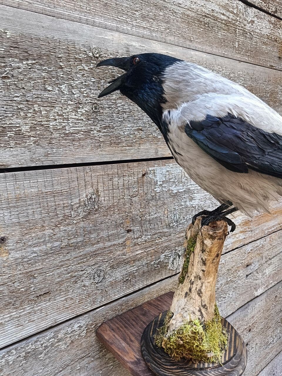 Gray Crow corvus Tristis Taxidermy Stand Mount - Etsy