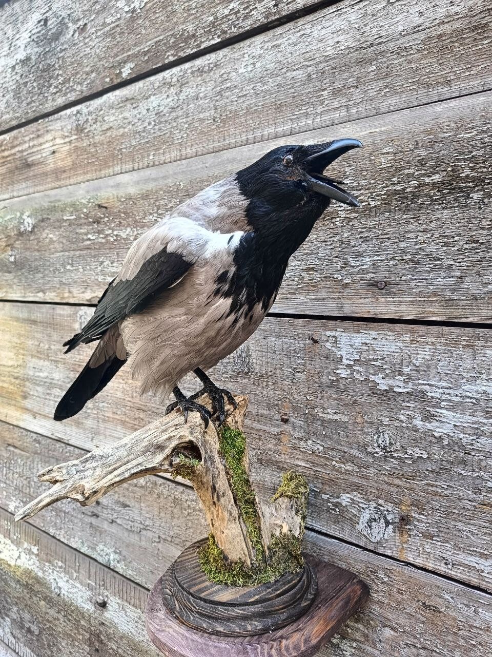 Gray Crow corvus Tristis Taxidermy Stand Mount - Etsy