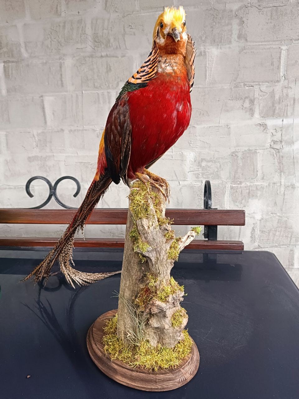 Red Golden Pheasant chrysolophus Pictus Taxidermy Stand Mount - Etsy