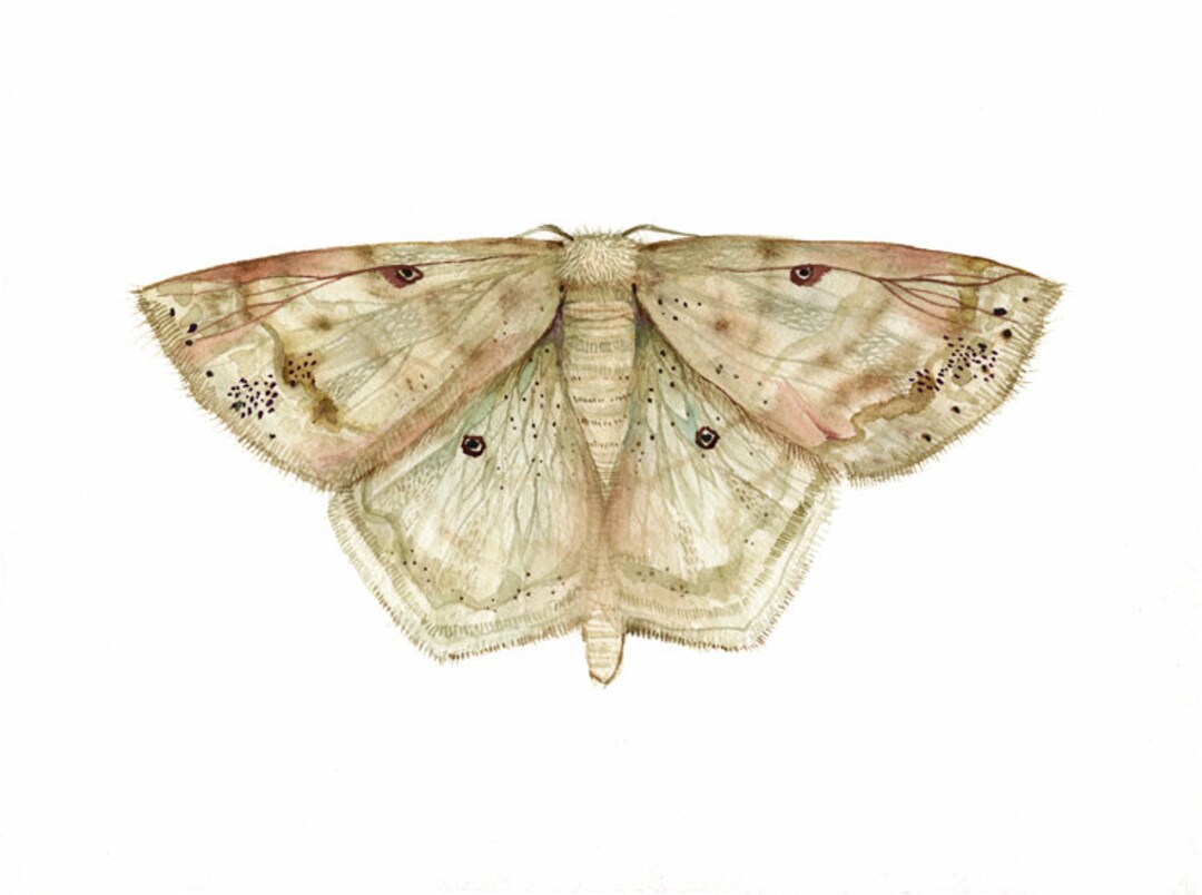 Large Lace Border Moth - Scopula Limboundata Print - Etsy