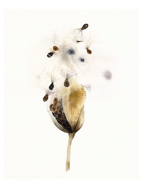 Milkweed Pods Drawings
