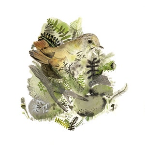 Hermit Thrush print of Watercolor Painting - Etsy