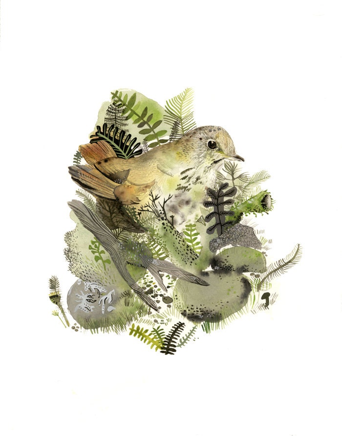 Hermit Thrush Print of watercolor painting | Etsy