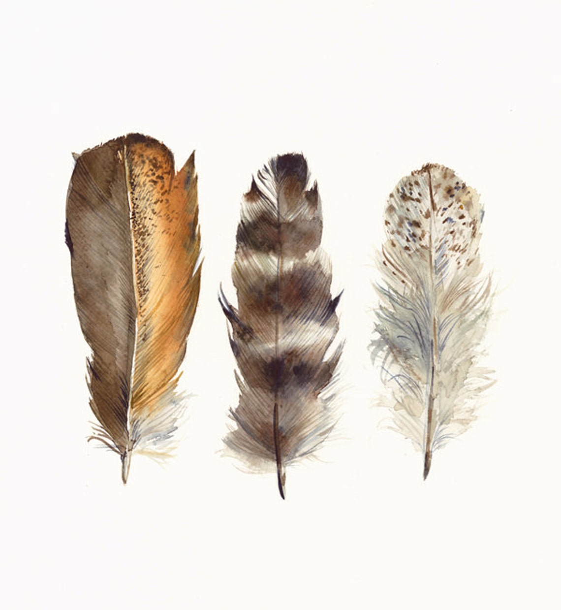 Chicken Feathers Archival Art Print of Original Watercolor - Etsy