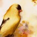 A Short Rest Bird Art - Etsy UK