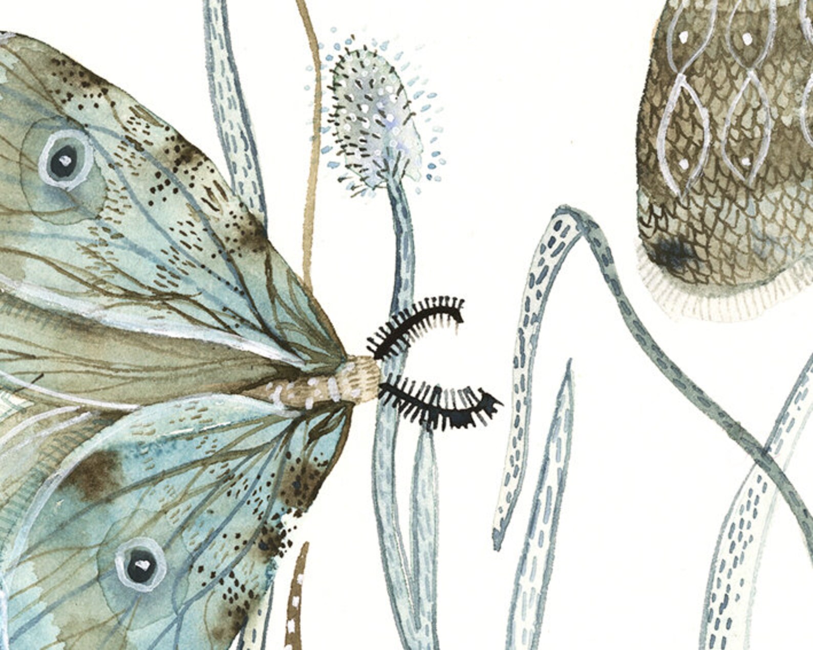 Moths Watercolor Watercolor Painting Reproduction Moths No. | Etsy