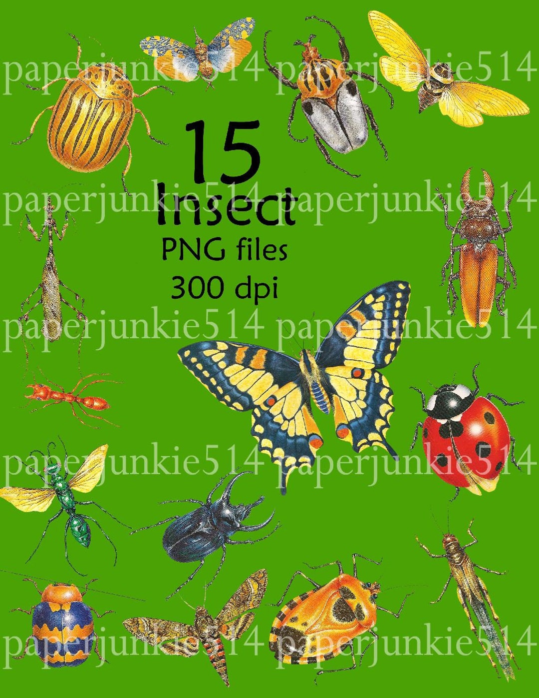 Digital PNG Files - Insects - Digital, Download, Digital Graphics - Etsy